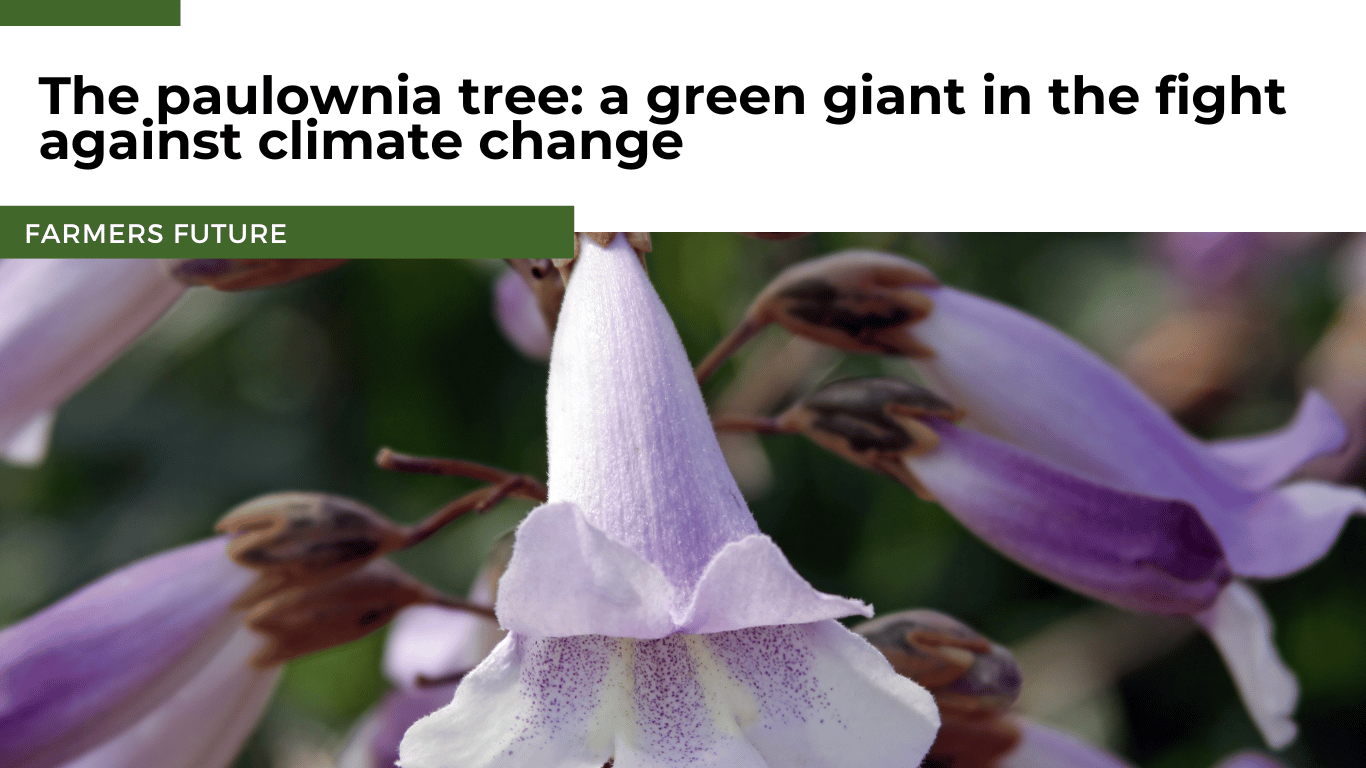 The paulownia tree: a green giant in the fight against climate change ...